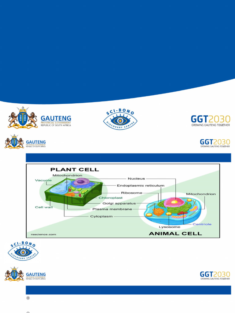 Life Sciences Gr.10 Lesson 31 The Cell (Nucleus) | PDF | Cell Nucleus | Cell (Biology)