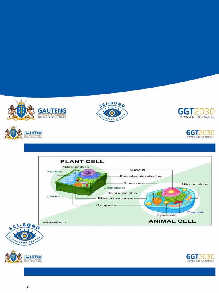 Life Sciences Gr.10 Lesson 34 The Cell (Ribosome, ER and Golgi Body ...