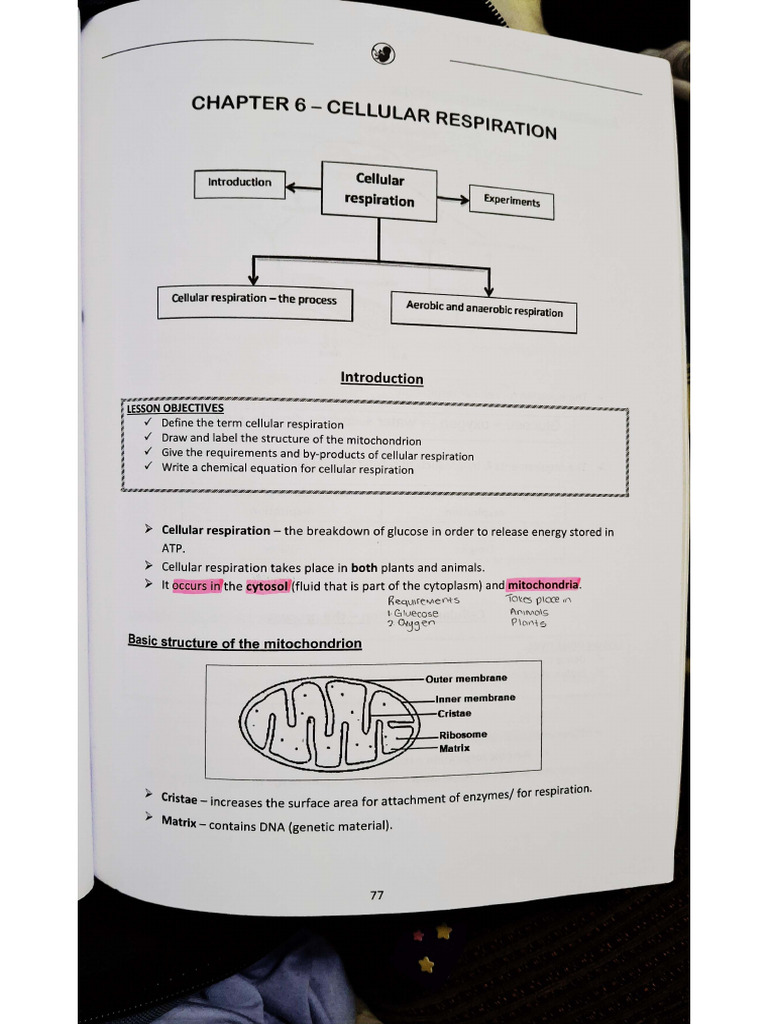 Cellular Respiration | PDF