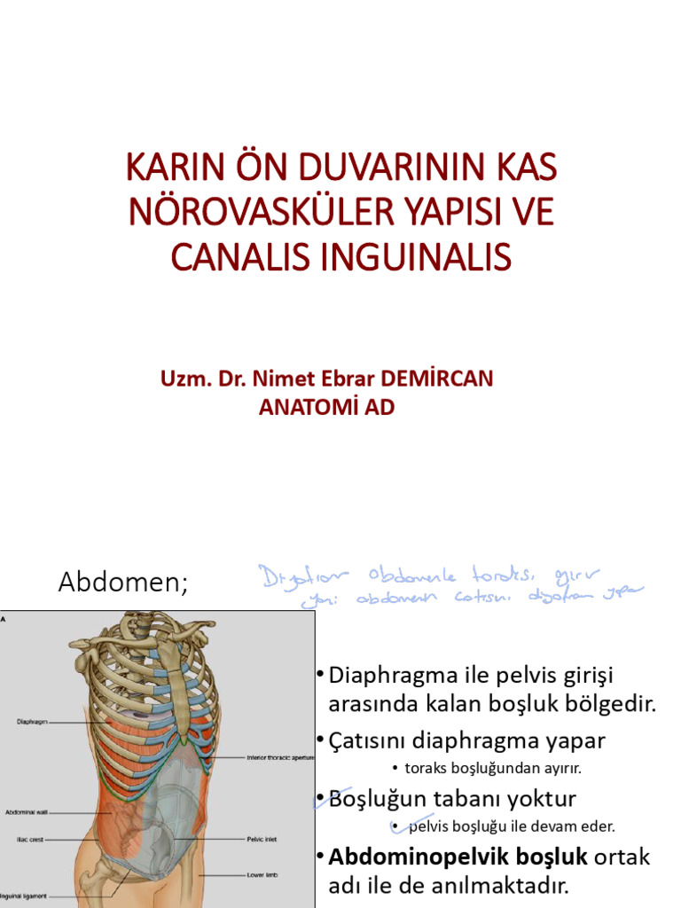 4karın Ön Duvarı Ve Canalis Inguinalis | PDF