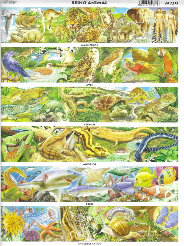 Reino Animal | PDF