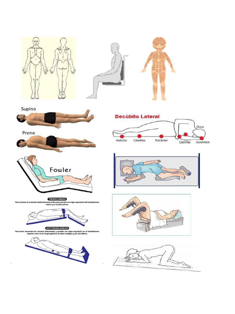 Imágenes para de Las Posiciones Anatómicas | PDF