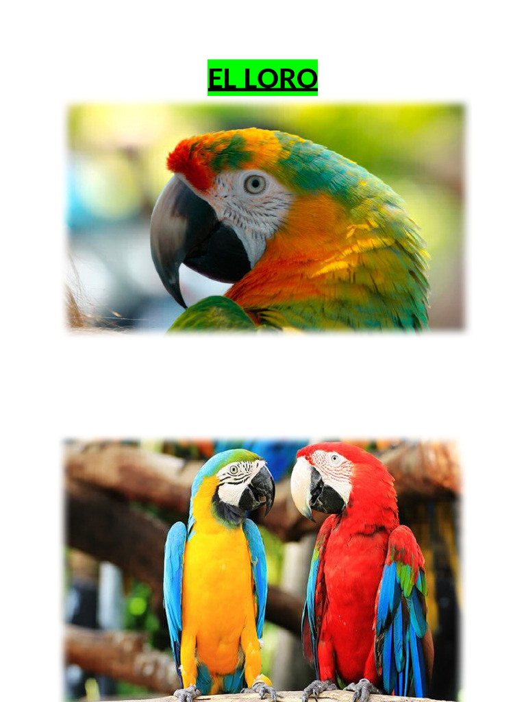 Características y Hábitat del Loro | PDF