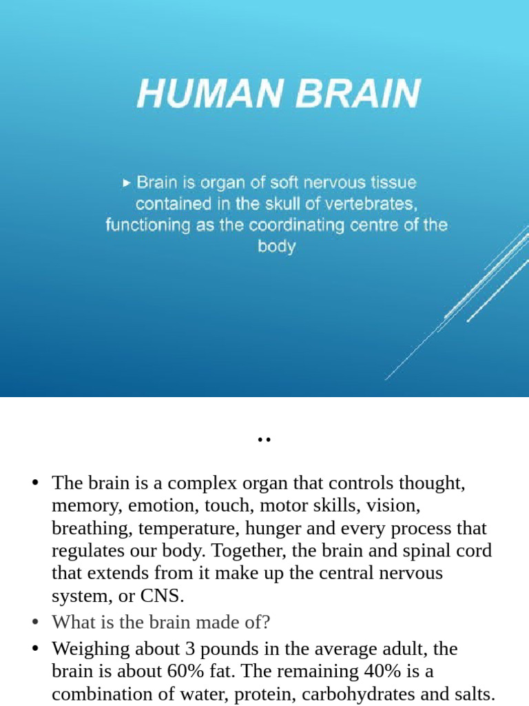 Brain Structure and Function Explained | PDF