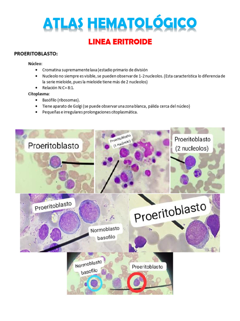Atlas Hematológico | PDF | Nucleo celular | Sangre