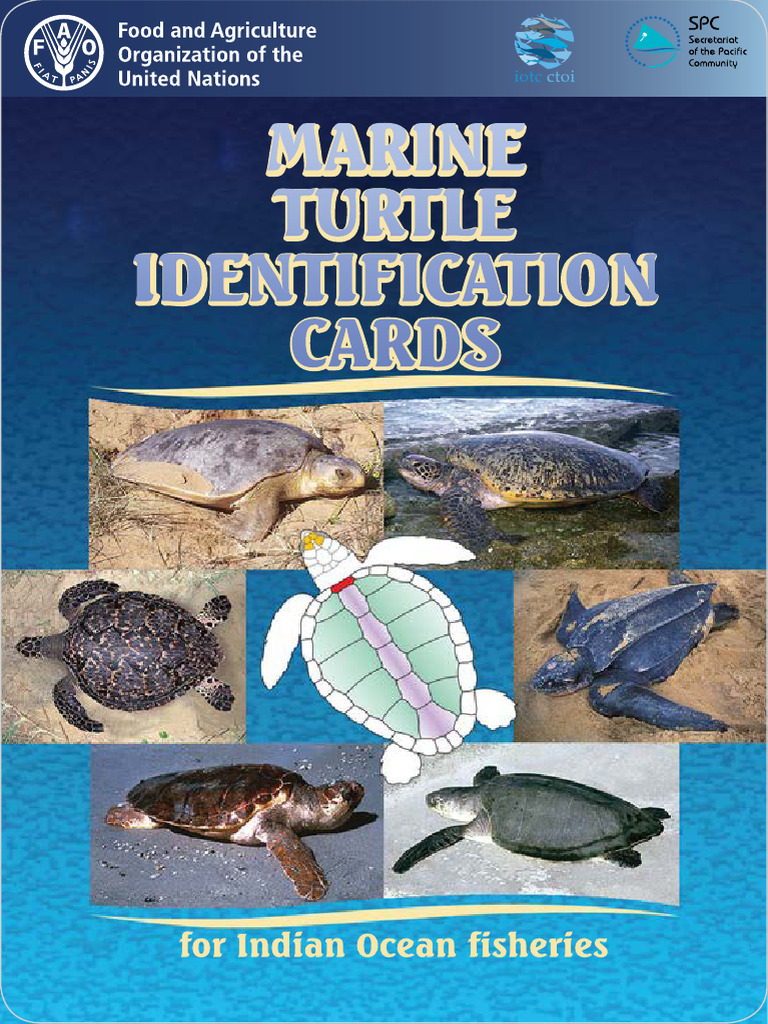 Marine Turtle Identification Cards For Indian Ocean Fisheries | PDF ...