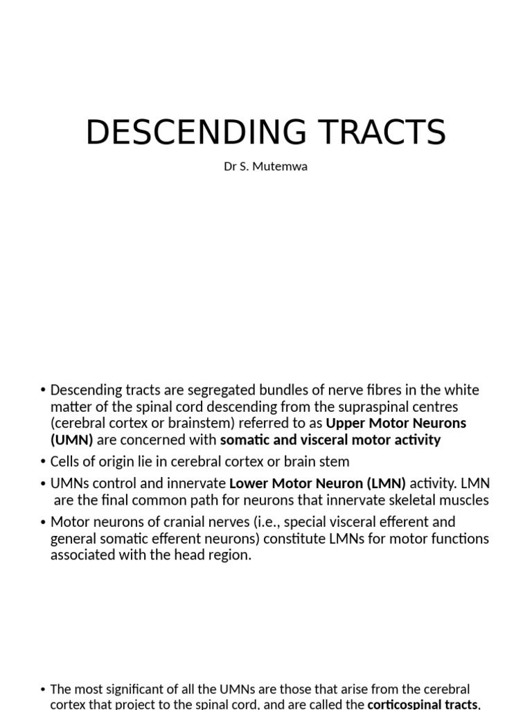 Descending Tracts | PDF | Spinal Cord | Motor Neuron