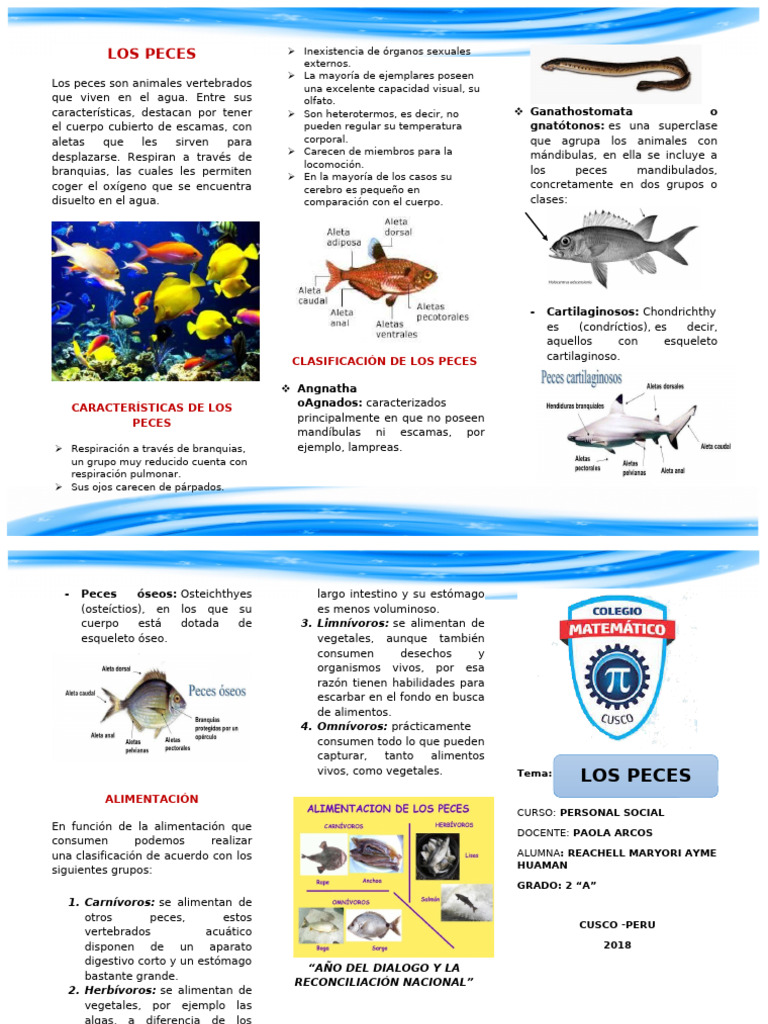 Características y clasificación de peces | PDF | Pescado | Vertebrados