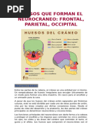 Huesos Del Neurocraneo | PDF | Cráneo | Cabeza y cuello humanos
