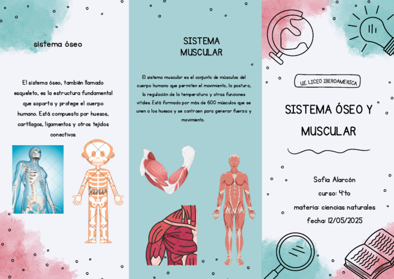 Sistema Óseo y Muscular en Humanos | PDF