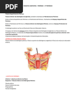 Pelve e Períneo | PDF | Pélvis | Anatomia