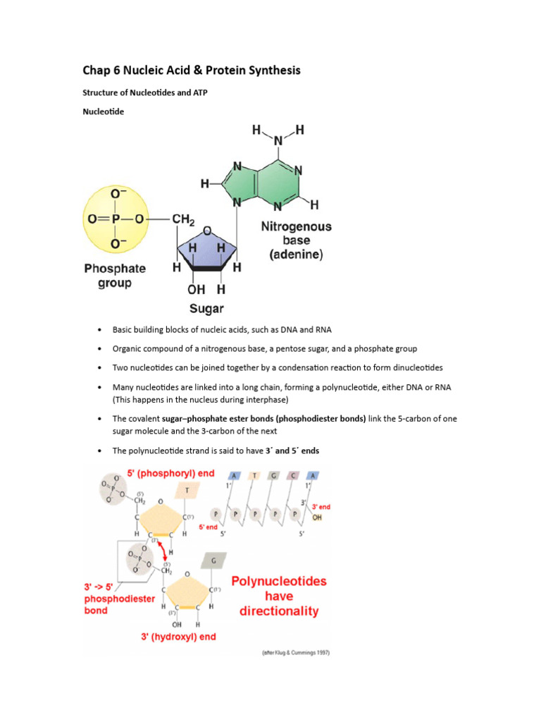 Nucleotides and DNA Structure Overview | PDF | Nucleotides | Rna