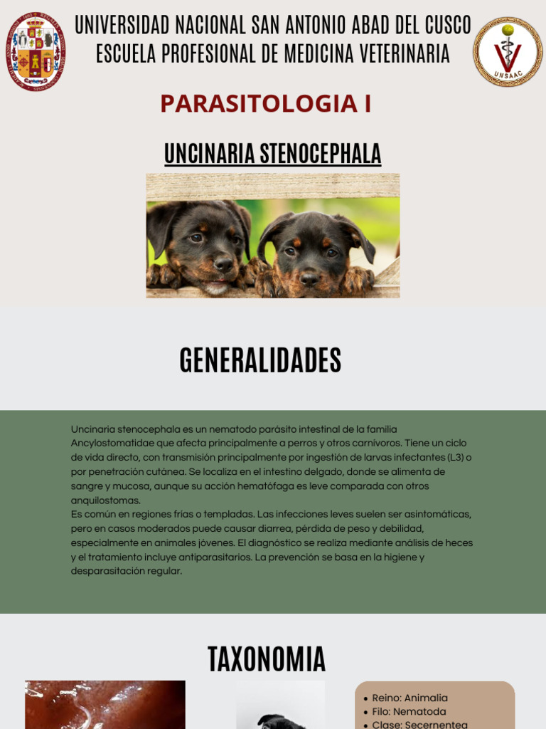 Uncinaria Stenocephala | PDF | Diarrea | Medicina CLINICA