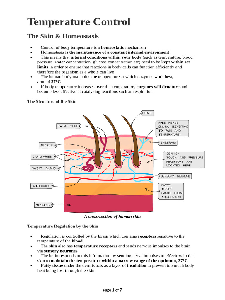 HOMEOSTASIS Temperature Control | PDF | Vasodilation | Homeostasis