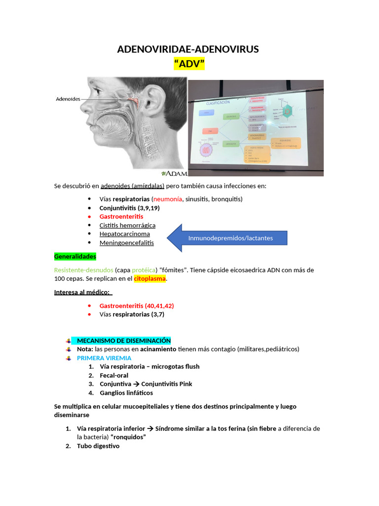 ADENOVIRIDAE | PDF | Adenoviridae | Enfermedades y trastornos humanos