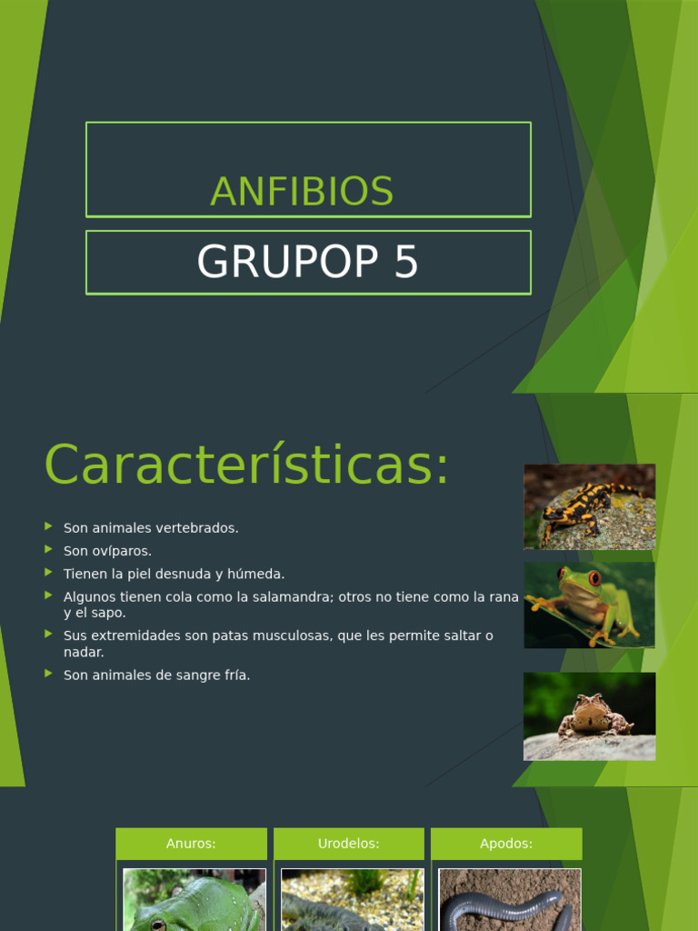 ANFIBIOS | PDF