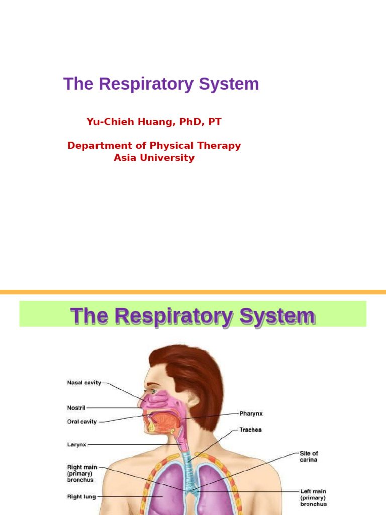 OK解剖 - Respiratory System | PDF