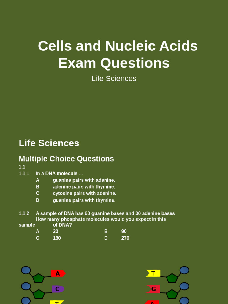 Grade 12 Life Sciences DNA Exam | PDF | Dna | Nucleic Acids