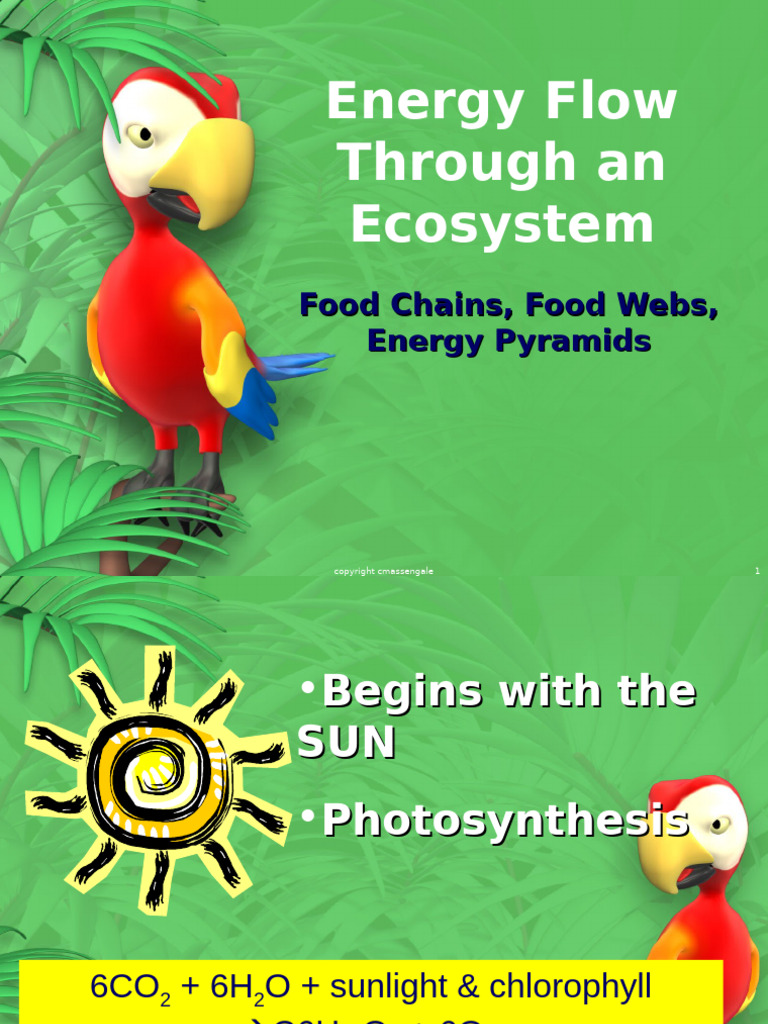 Ecosystem Energy Flow | PDF | Photosynthesis | Predation