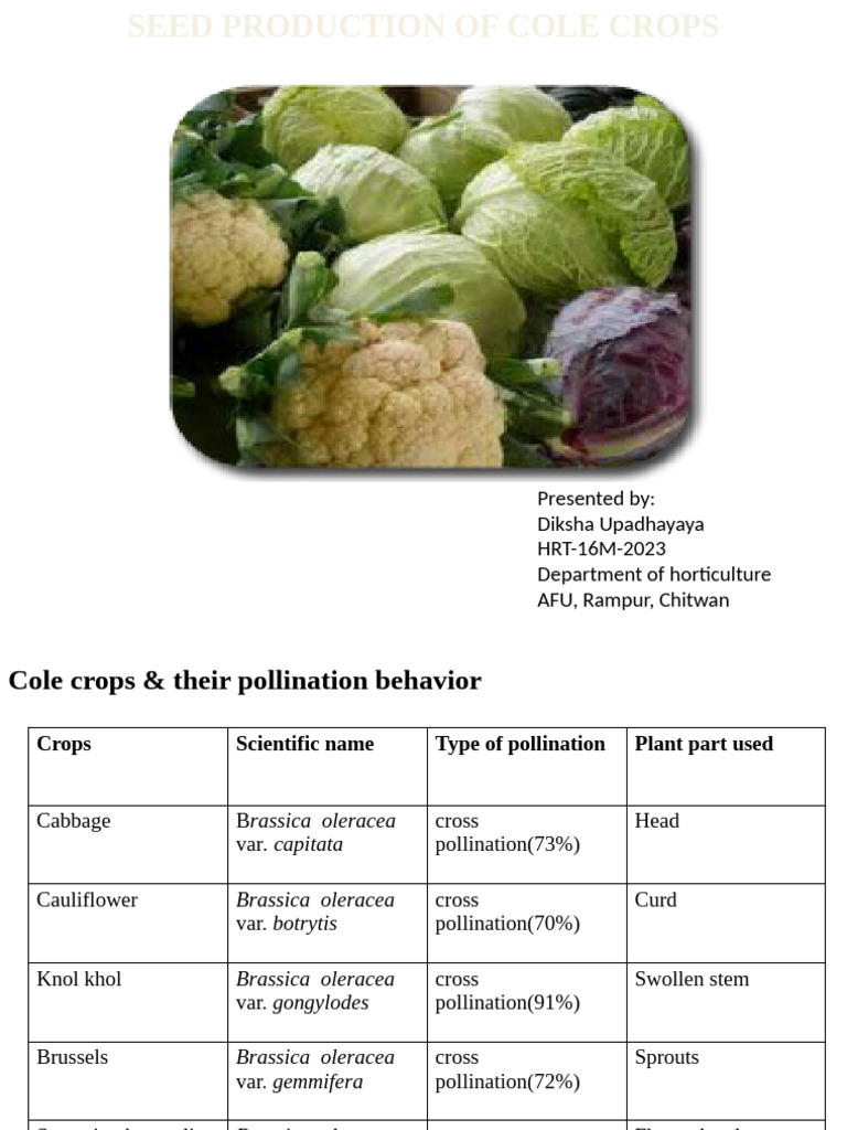 Seed Production of Cole Crops Presentation | PDF | Broccoli | Cauliflower