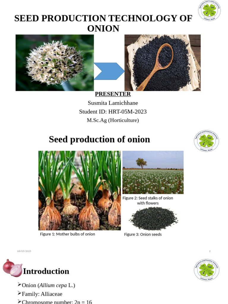 OnionSeed Production | PDF | Onion | Sowing