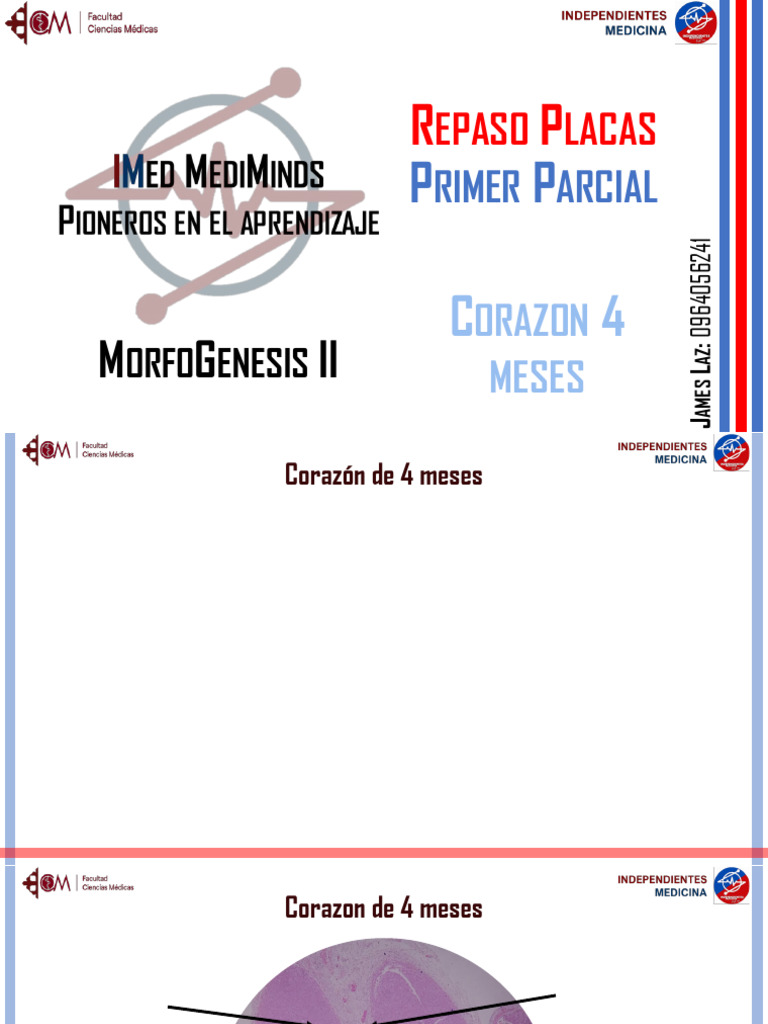 Repaso Placas II P1 | PDF | Riñón | Corazón