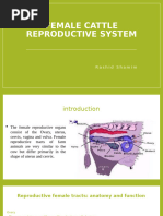 Cattle Reproductive System Overview | PDF | Luteinizing Hormone ...