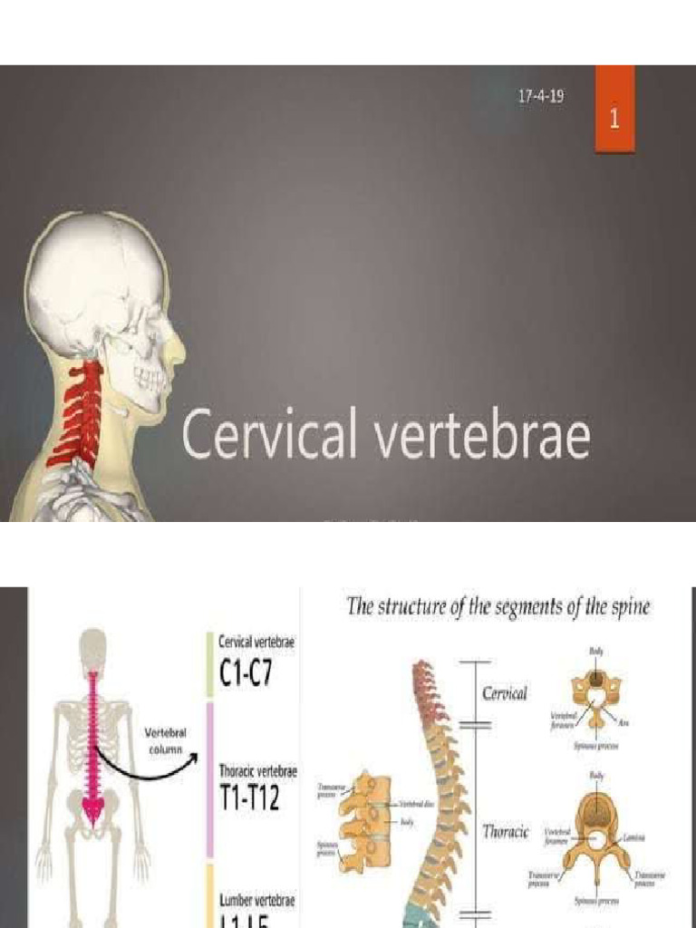 Cervicle Vertebra | PDF