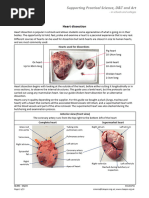 Cow Heart Dissection Guide | PDF | Heart Valve | Heart