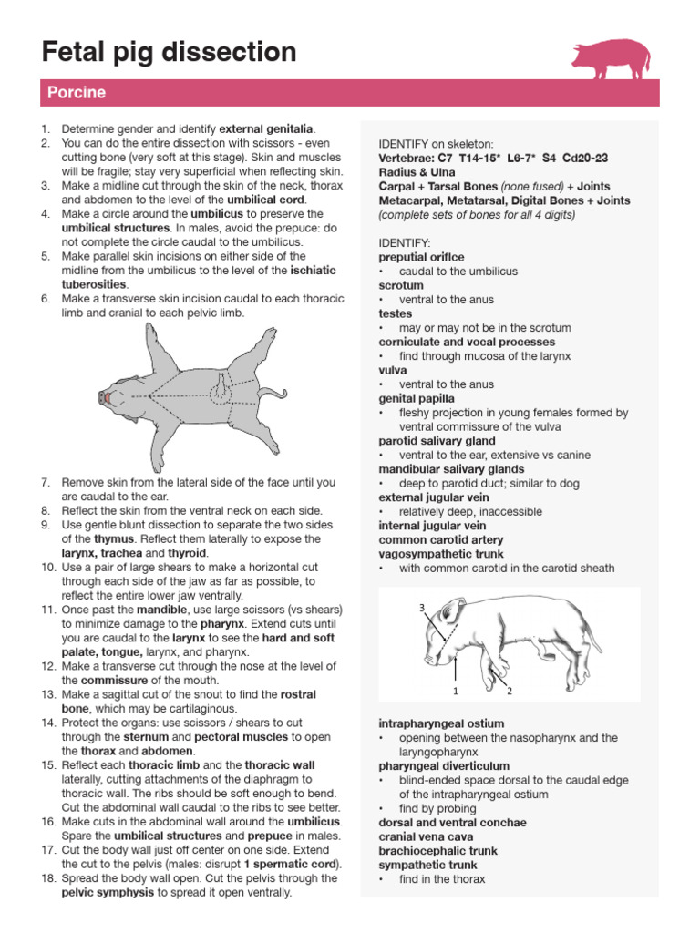 Fetal Pig Dissection: Parotid Gland Focus | PDF | Stomach | Thorax