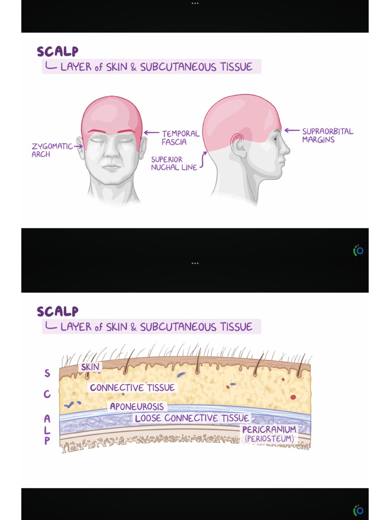 Skull and Face Notes With Diagrams | PDF