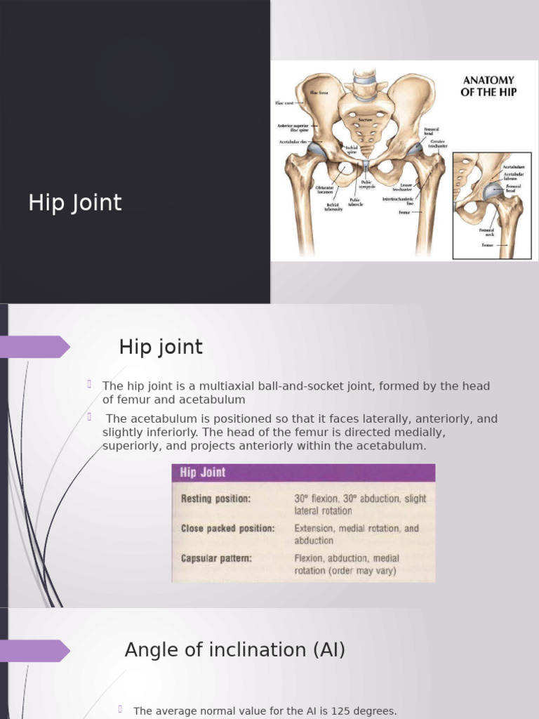 Hip Joint | PDF | Hip | Anatomical Terms Of Motion