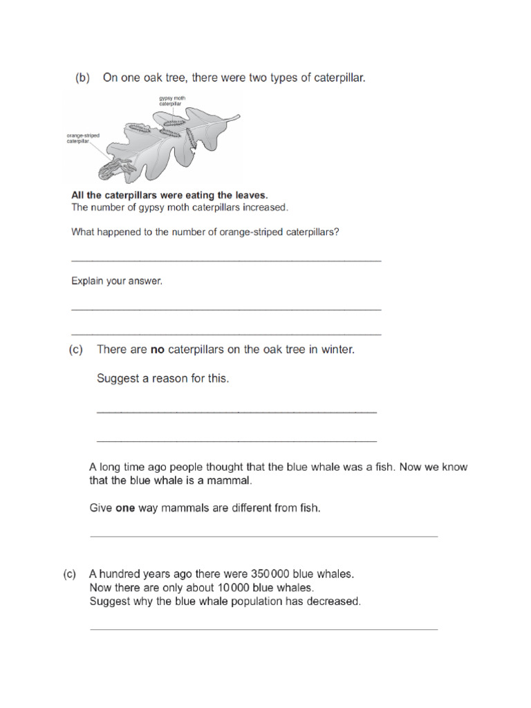 Food Web Year 8 | PDF