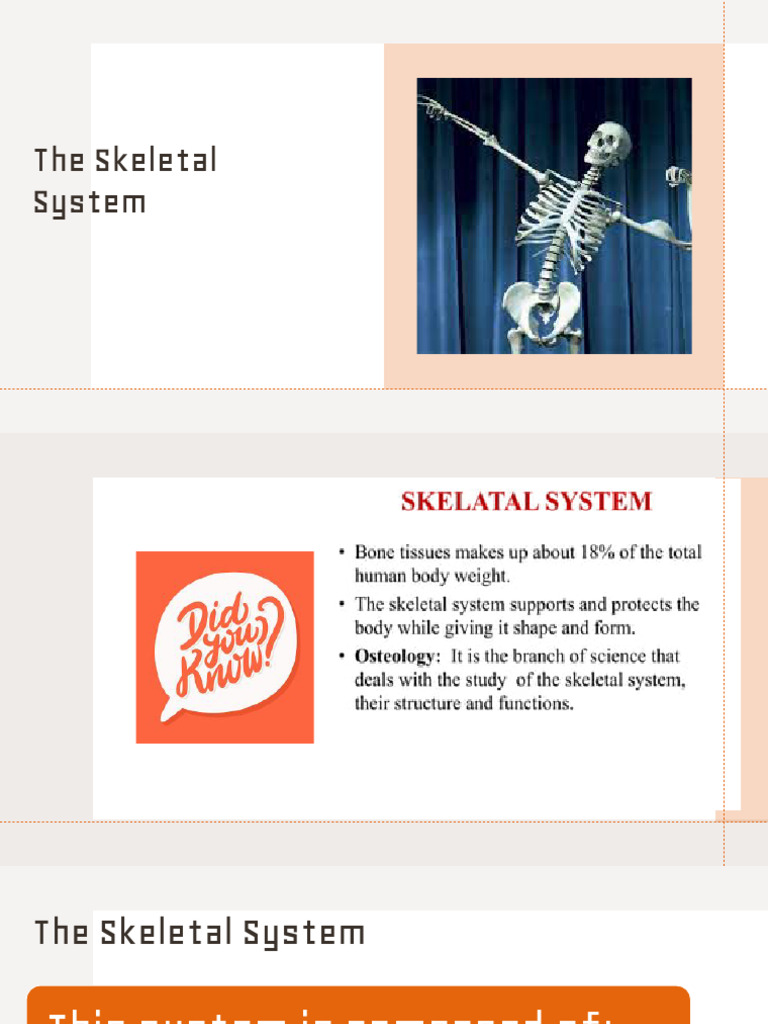 Overview of the Skeletal System Functions | PDF