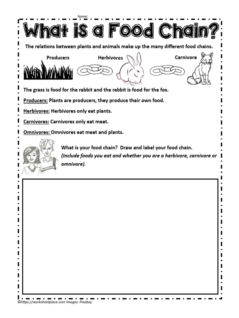 1 What is a Food Chain | PDF