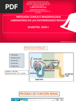 Función Renal y Uroanálisis Detallado | PDF | Sistema urinario | Riñón