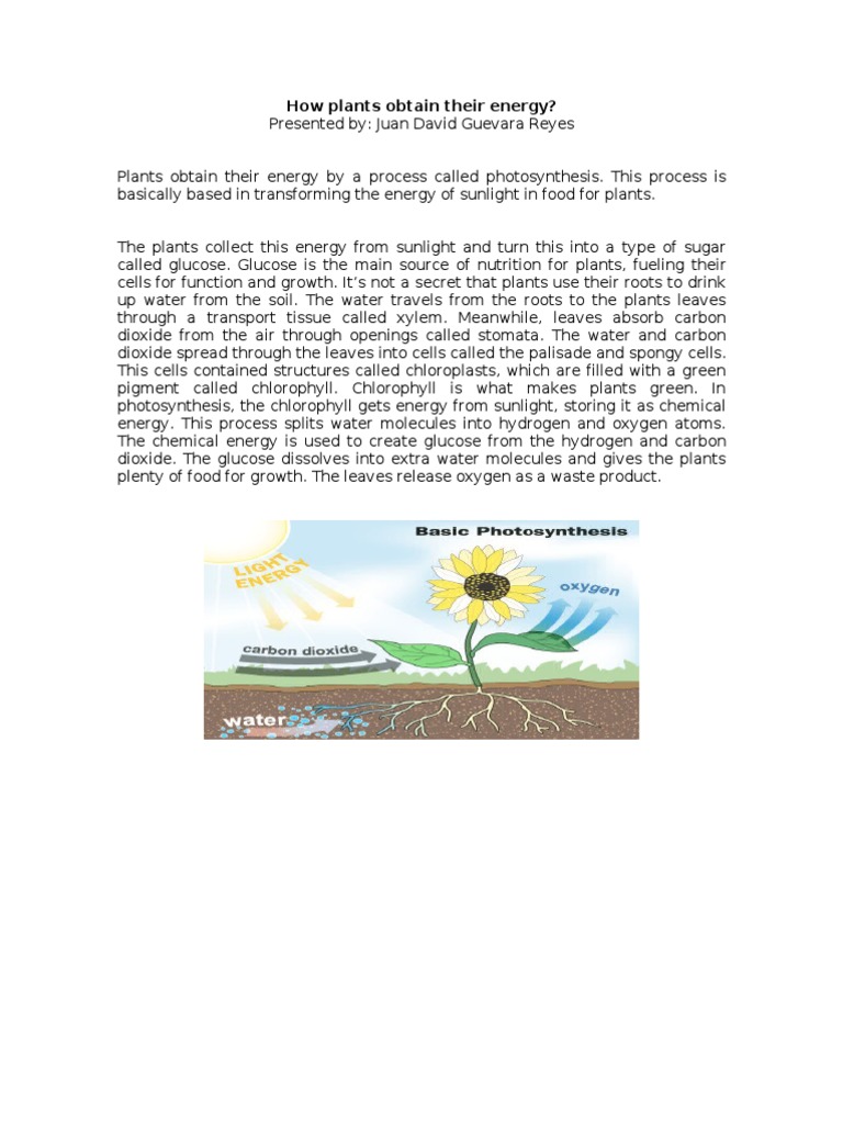 How Plants Obtain Their Energy | PDF | Plants | Photosynthesis