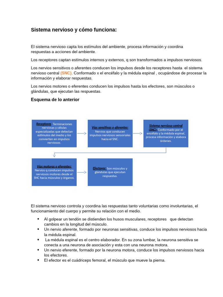 Sistema Nervioso y Cómo Funciona | PDF | Sistema nervioso | Neurona