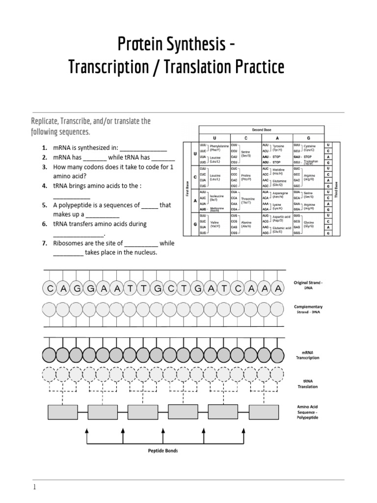 Protein Synthesis - Transcription - Translation Practice Quiz | PDF