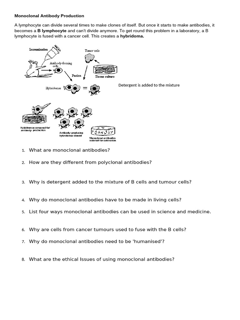 Ethical Considerations in Monoclonal Antibodies | PDF | Antibody ...