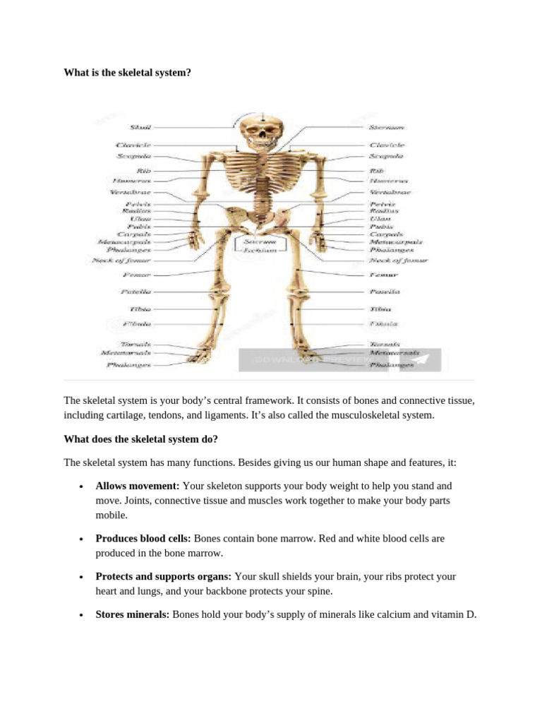 Skelton System | PDF