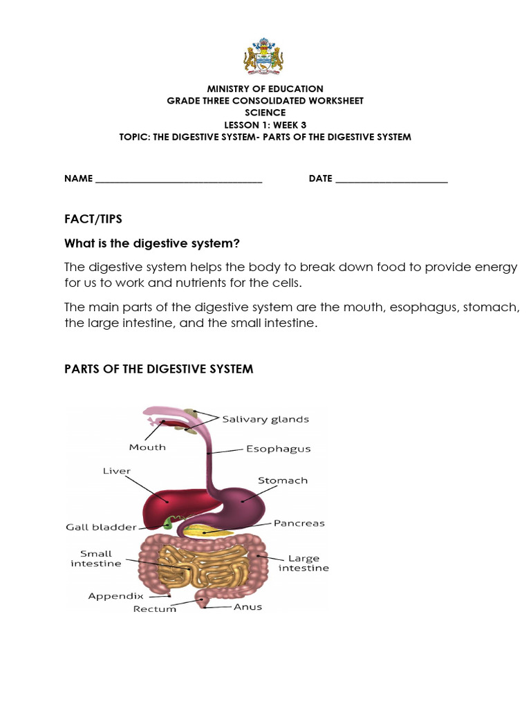 Grade 3 Science Week 3 Lesson 1 - 2022 - Consolidated Worksheet | PDF