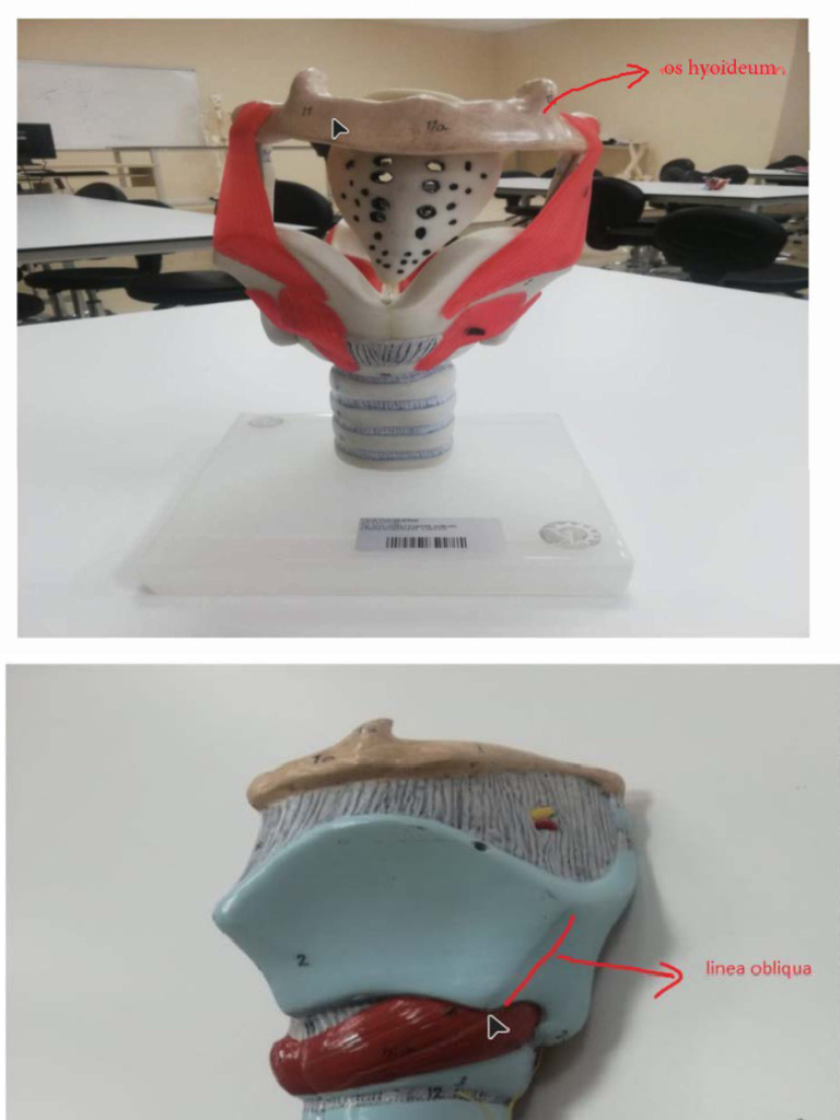 Larinks Trakea Lab Yazılı | PDF | Human Head And Neck