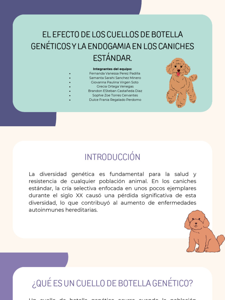 Endogamia y salud en caniches estándar | PDF | Perros | Caniche