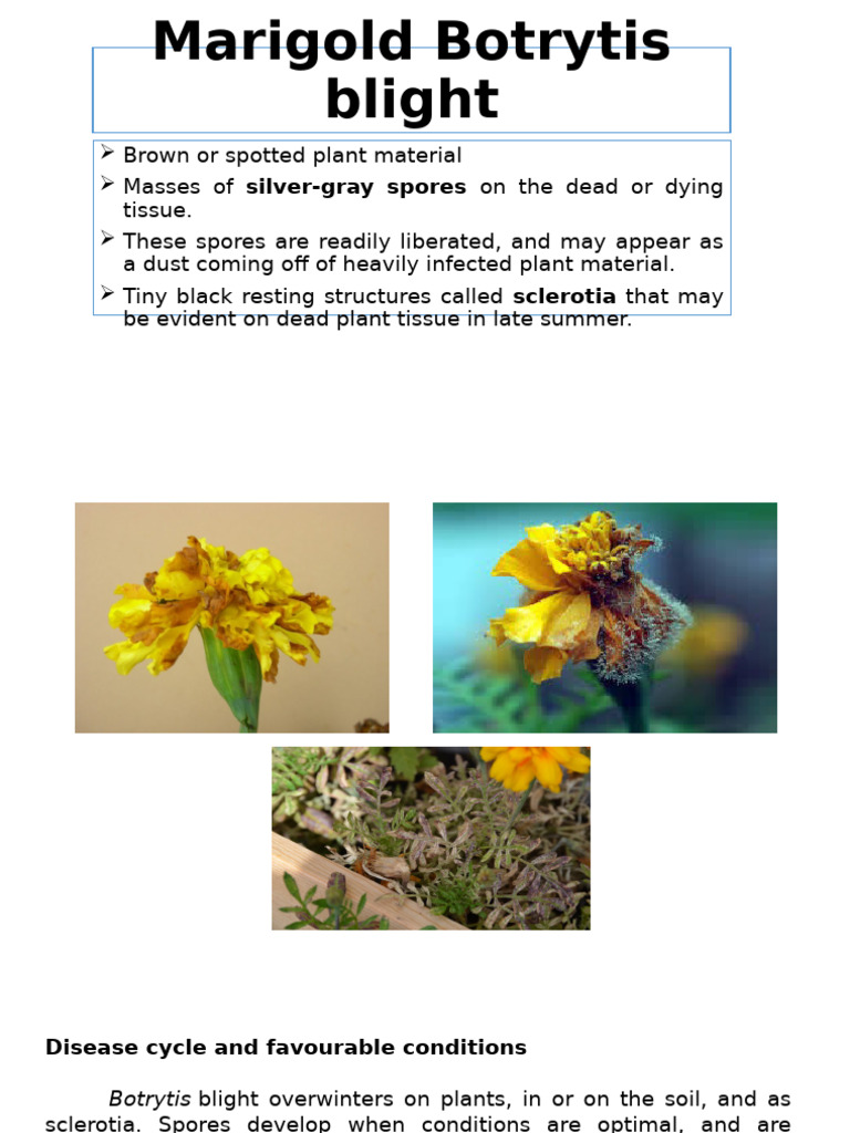 Marigold Botrytis Blight | PDF