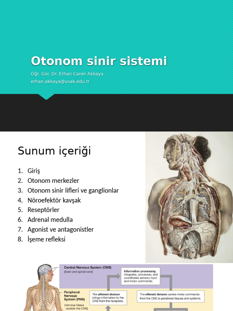 Otonom Sinir Sistemi: Öğr. Gör. Dr. Erhan Caner Akkaya Erhan - Akkaya ...
