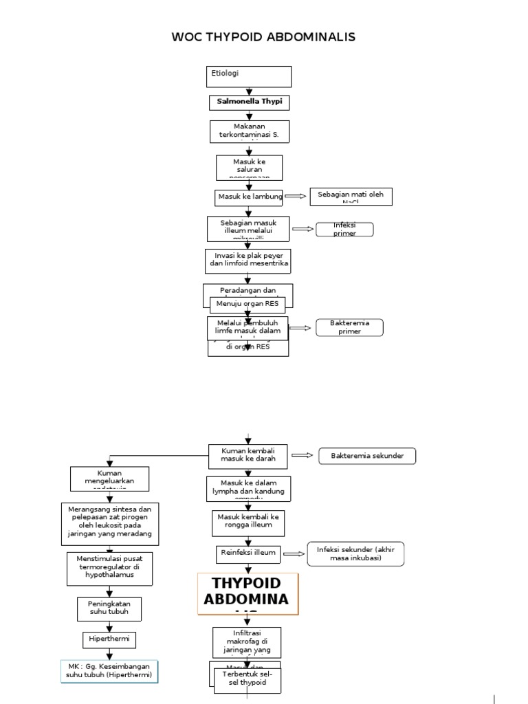 Woc Thypoid Abdominalis: Etiologi