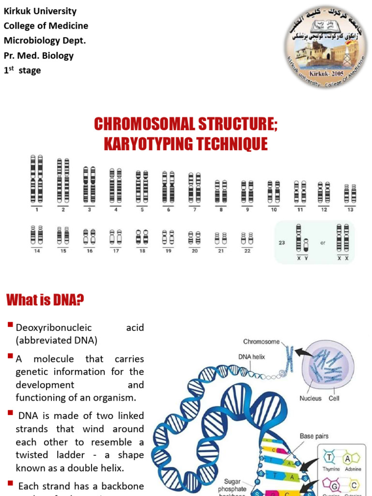 12. Chromosomal Structure and Karyotyping | PDF | Karyotype | Chromosome