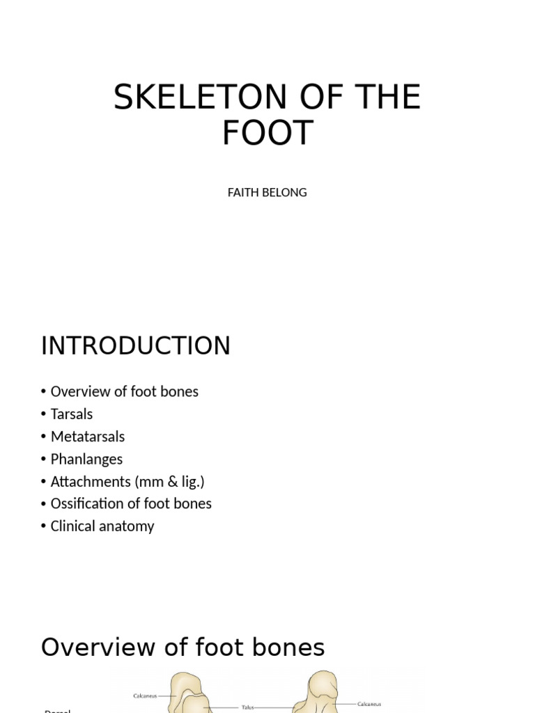 Skeleton of The Foot - 083416 | PDF | Foot | Skeletal System