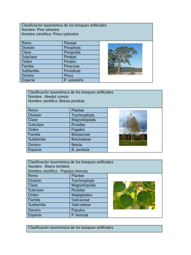 Clasificación Taxonómica de Los Bosques Artificiales | PDF | Plantas ...